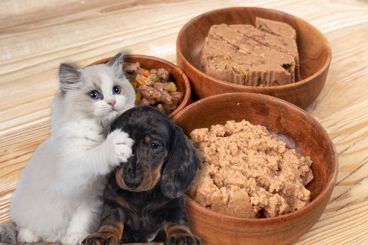 Cani e Gatti, in arrivo la carne coltivata: di cosa si tratta