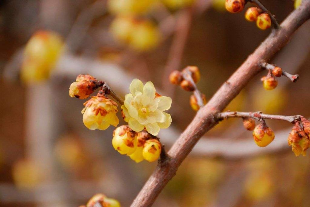Calicanto invernale: tutto quello che devi sapere per prendertene cura