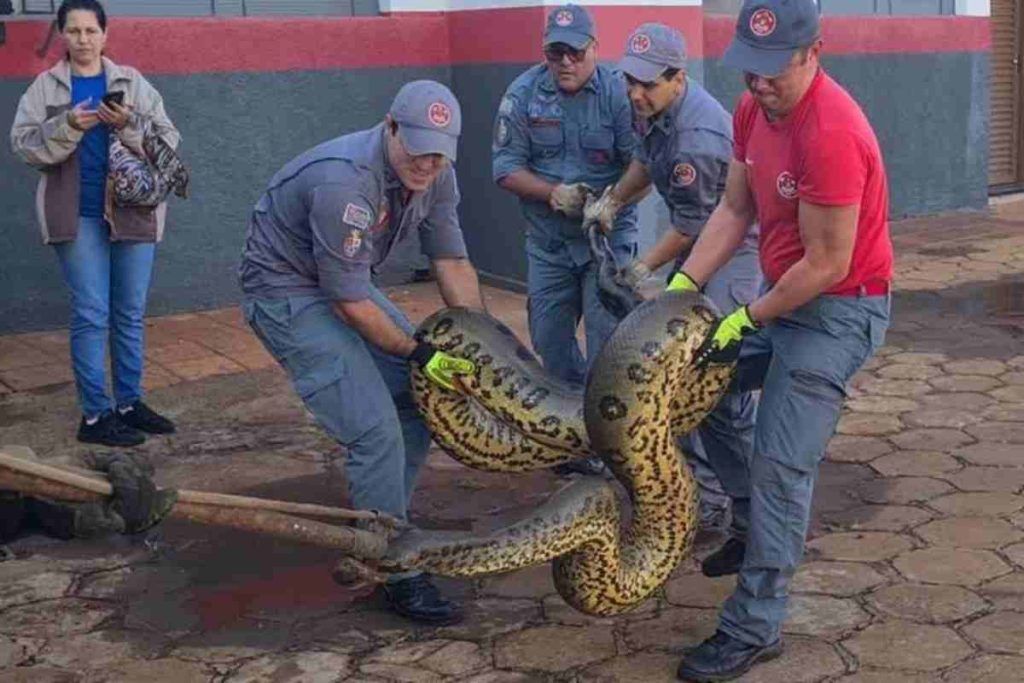 Anaconda gigante di 40 metri anzi di 50: ma è davvero possibile ...