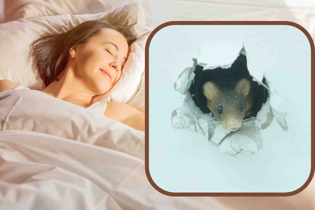 Sognare topi porta male, altro che fortuna: i significati onirici che ...