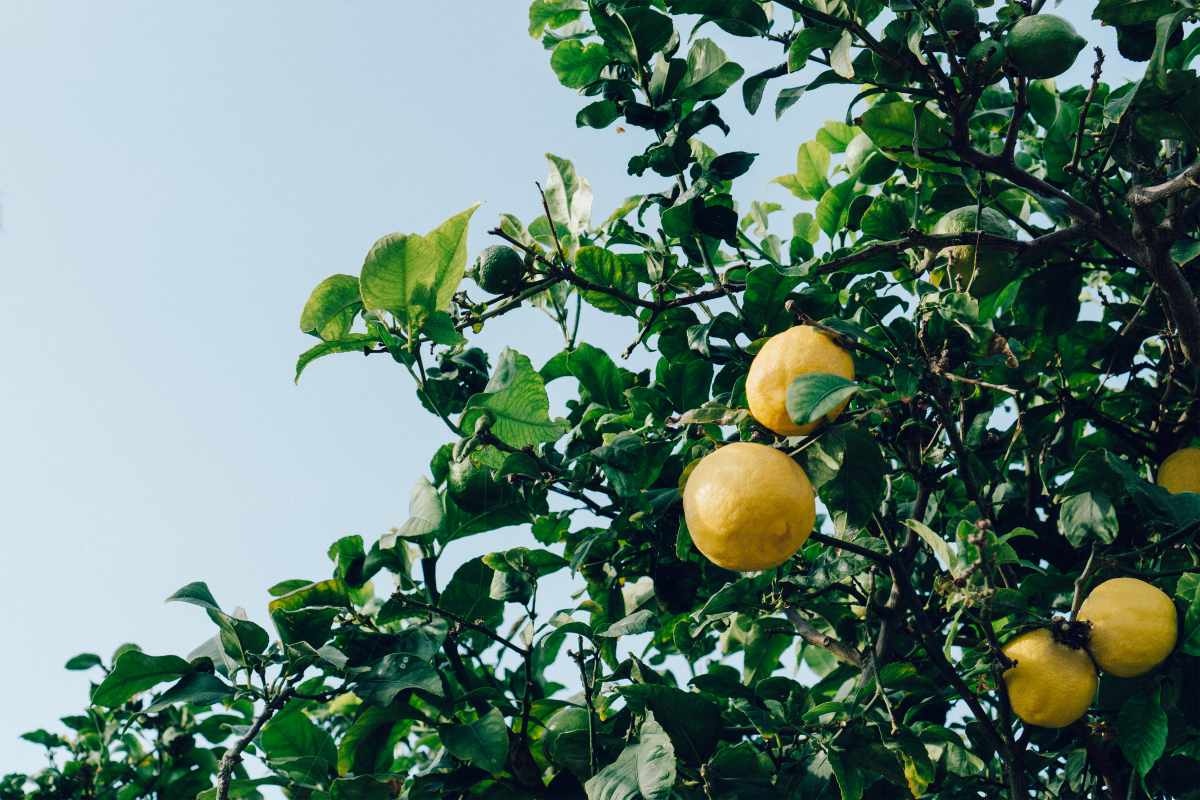 Albero di limoni, quanto ci mette a crescere e cosa sapere - Ecoo.it