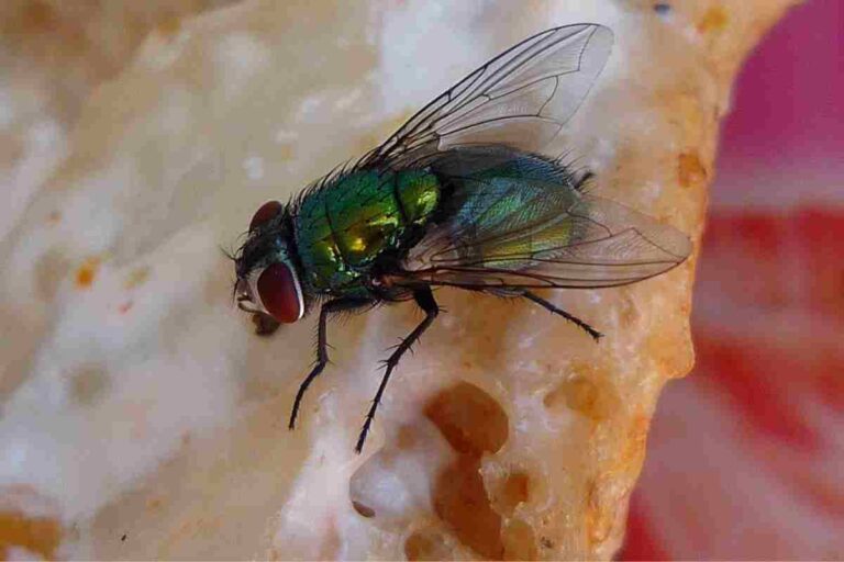 Mosca assassina, nuovo allarme anche in Italia: perché dicono che ...