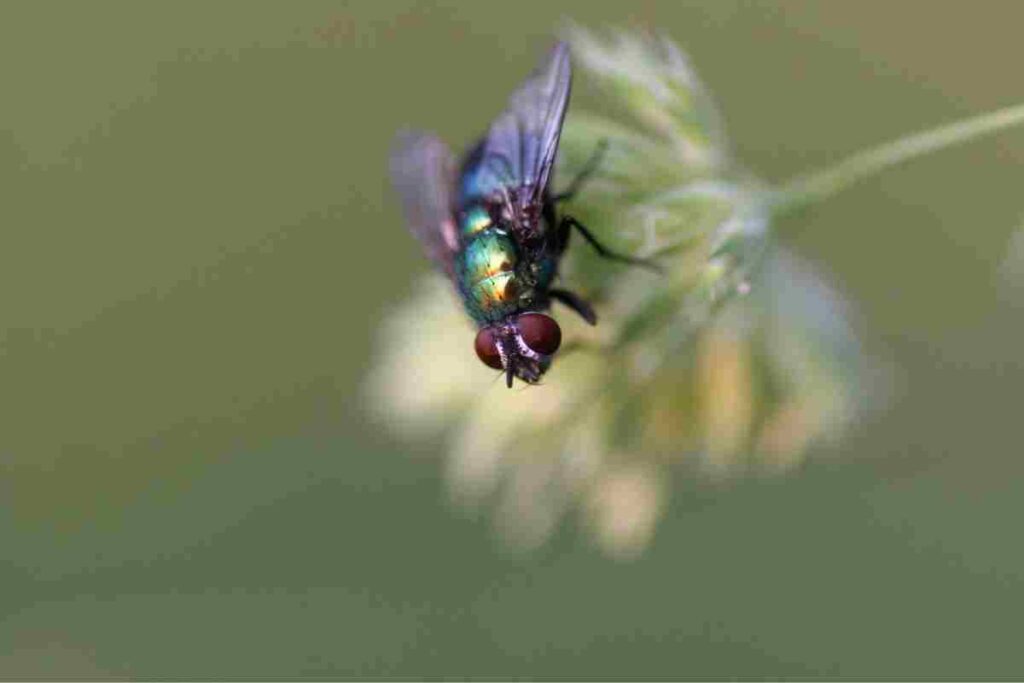 Mosca assassina, nuovo allarme anche in Italia: perché dicono che ...
