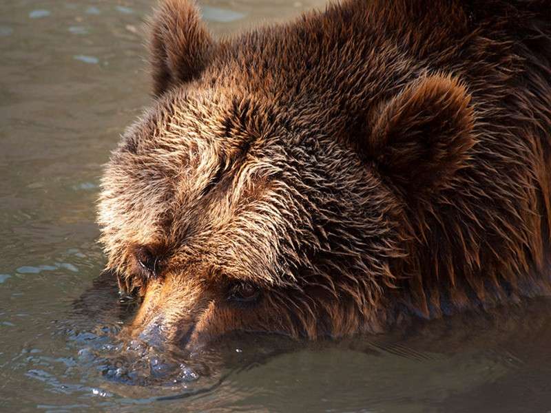 Animali che vanno in letargo: tutti gli esemplari - Ecoo.it